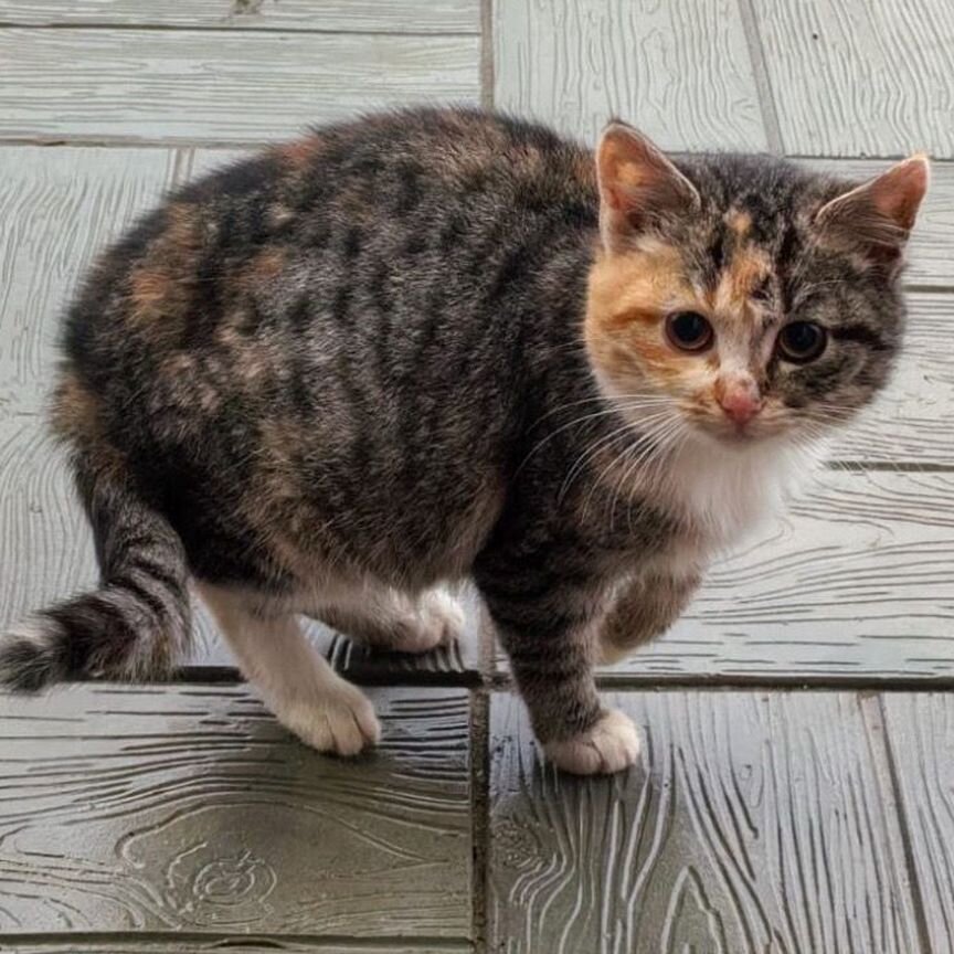 Котёнок в добрые руки