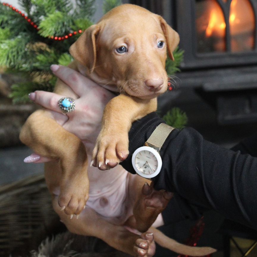 Фараонова собака, щенок