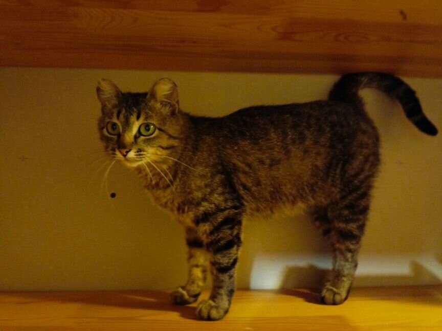 Майя ищет дом