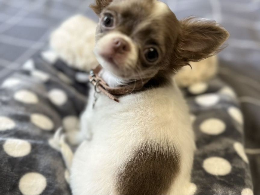 Чихуахуа мини Куколка