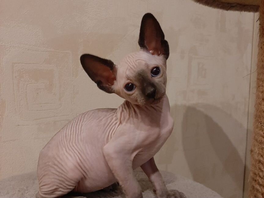 Канадский сфинкс