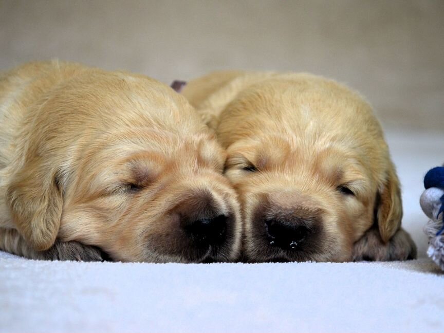 Щенки голден ретривера