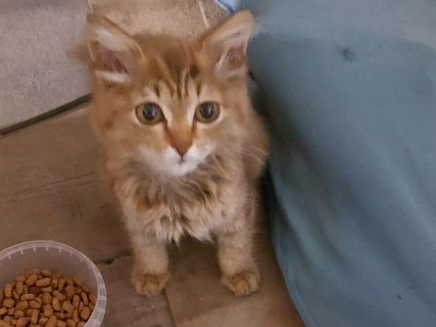 Котенок смесь мейкун