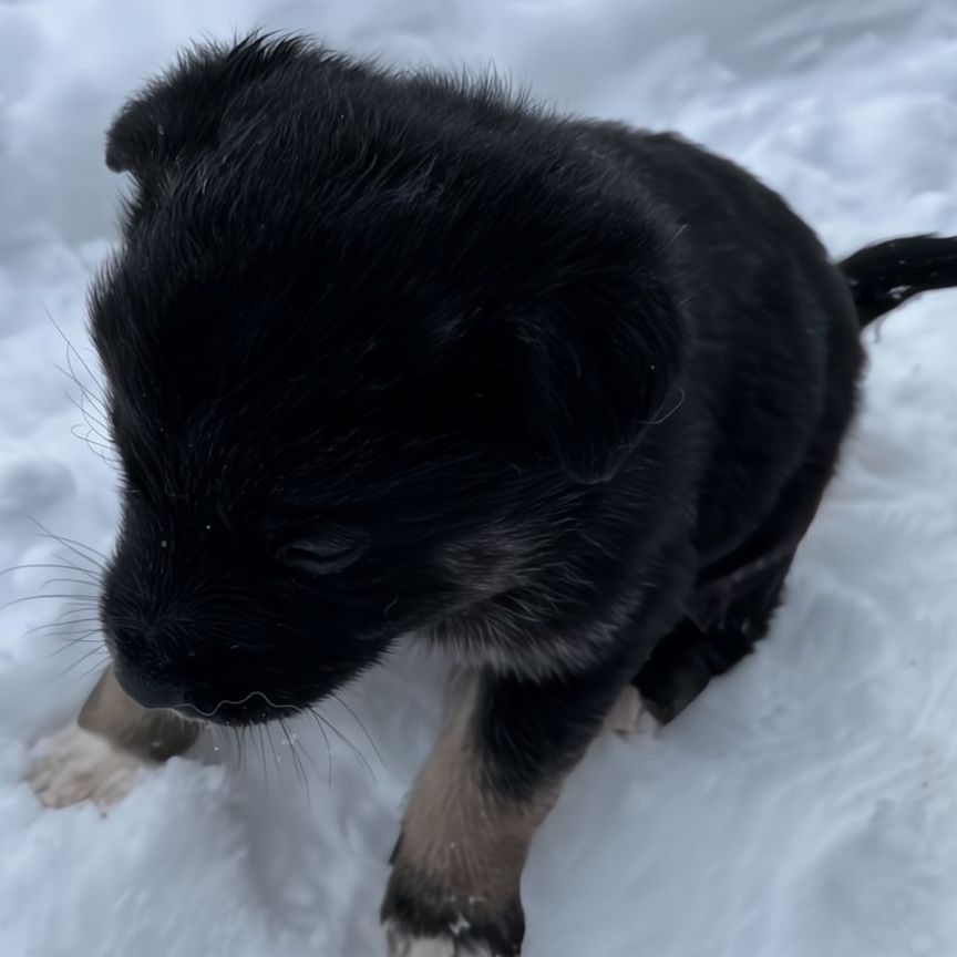 Немецкая овчарка, щенок