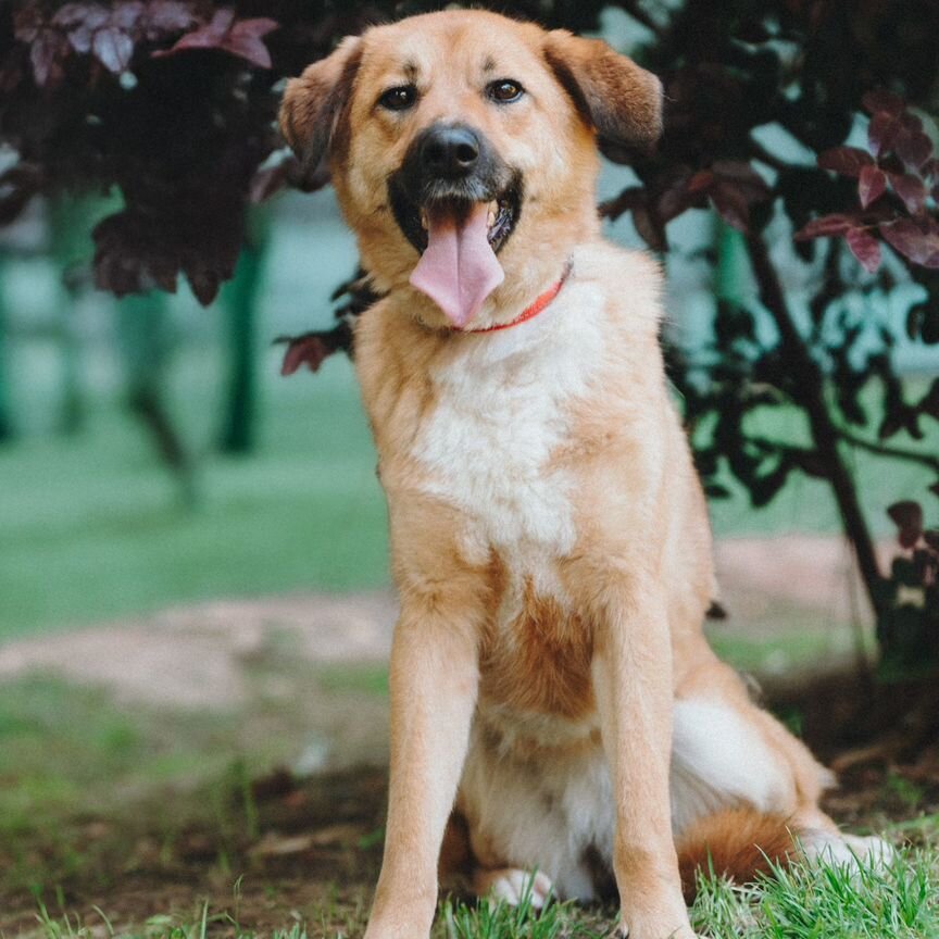 Взрослая собака в добрые руки