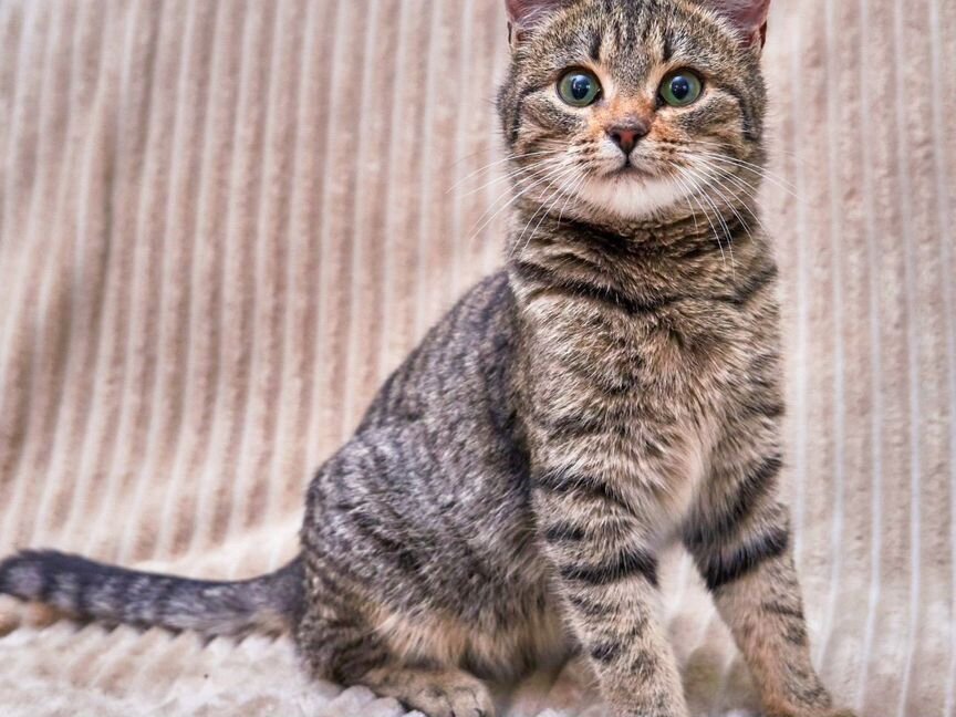 Ласковая краткошерстная душевная кошечка