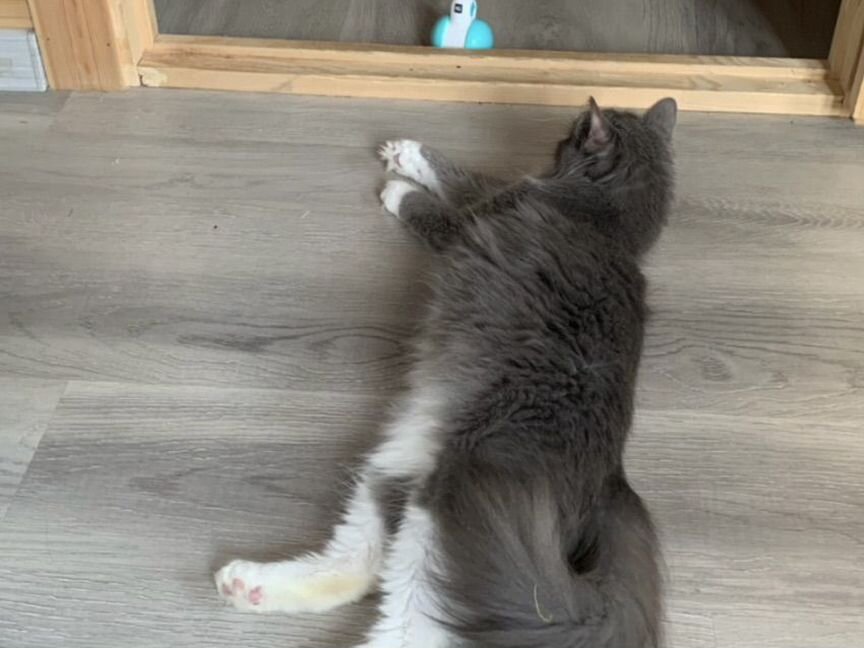 Интерактивная игрушка для кота