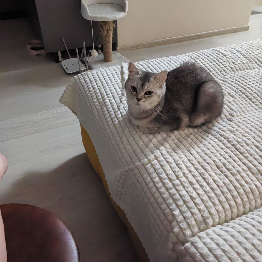 Кошка британская