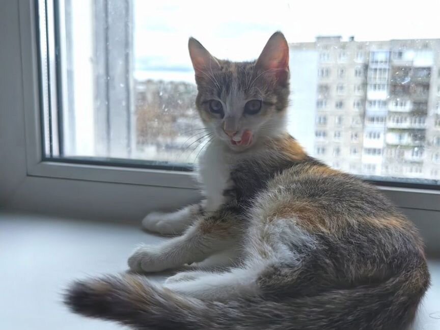 Кошка мышеловка