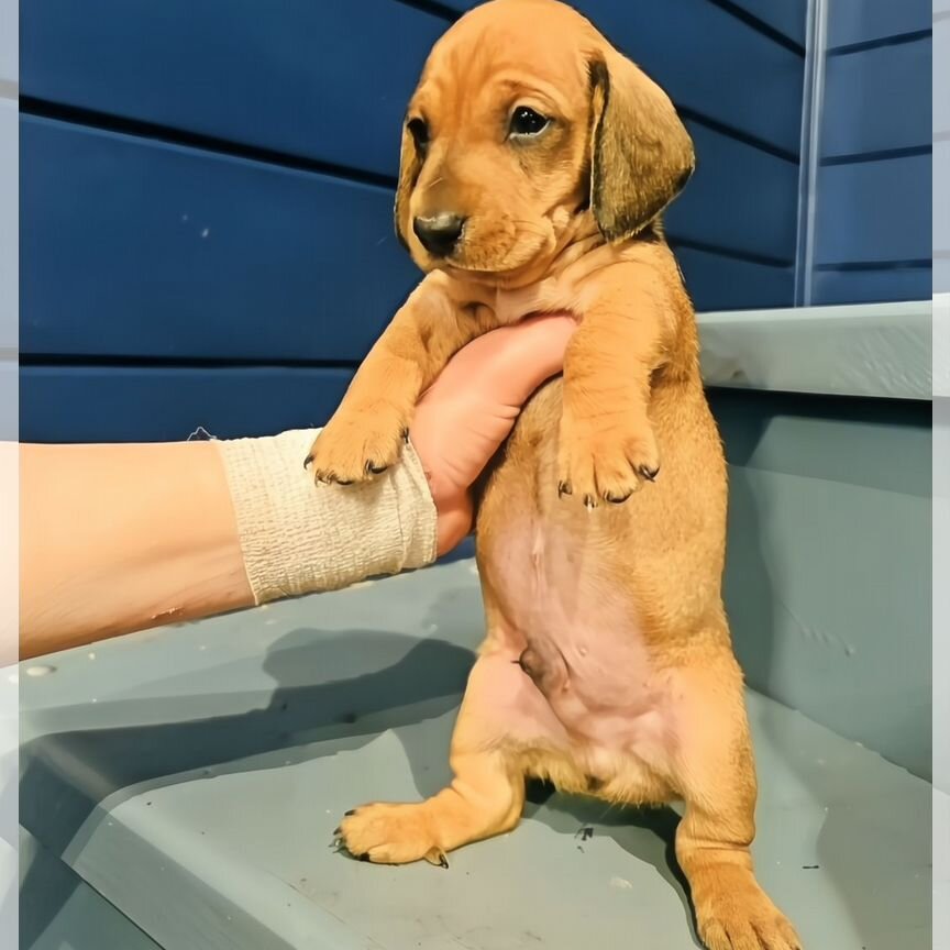 Карликовая такса, щенок