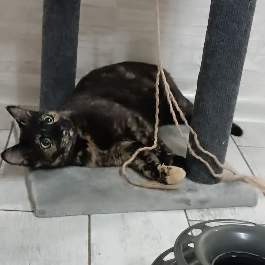 Кошки в добрые руки