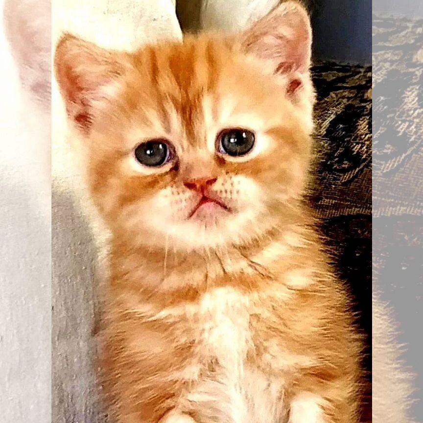 Шотландский прямоухий короткошёрстный котёнок