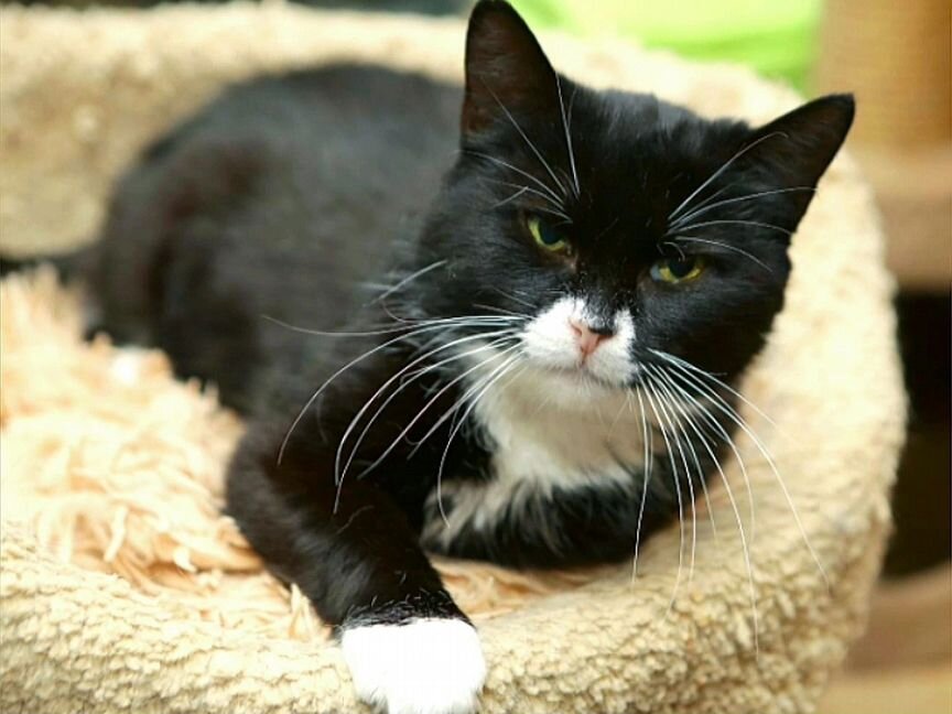 Кошка