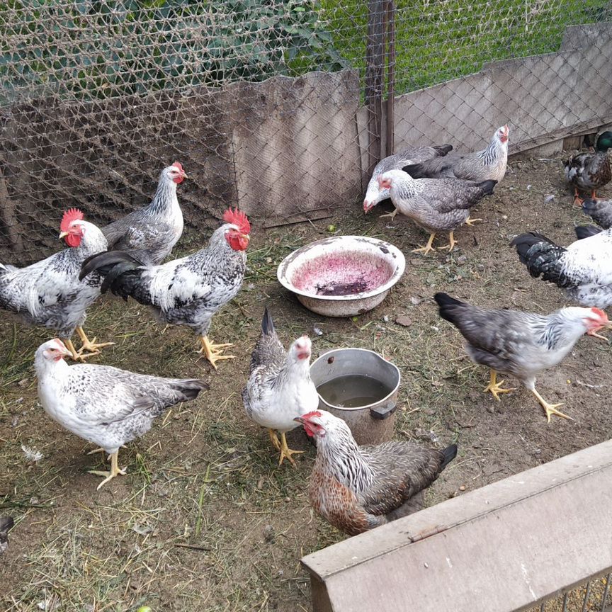 Куры несушки