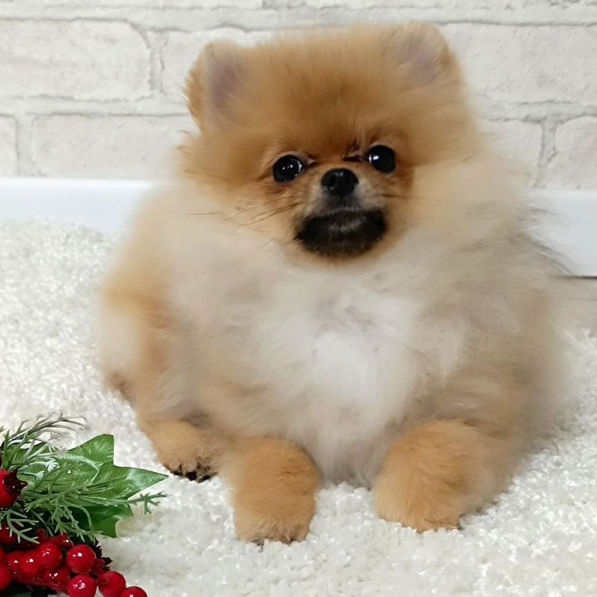 Мини мальчик