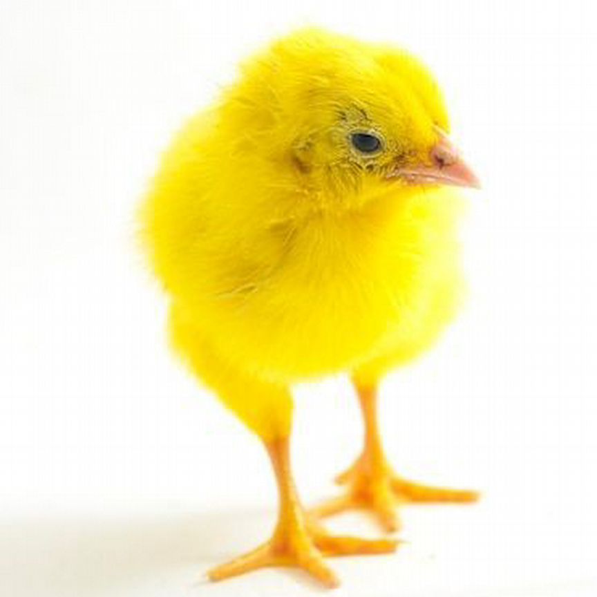 Цыпленок несушка