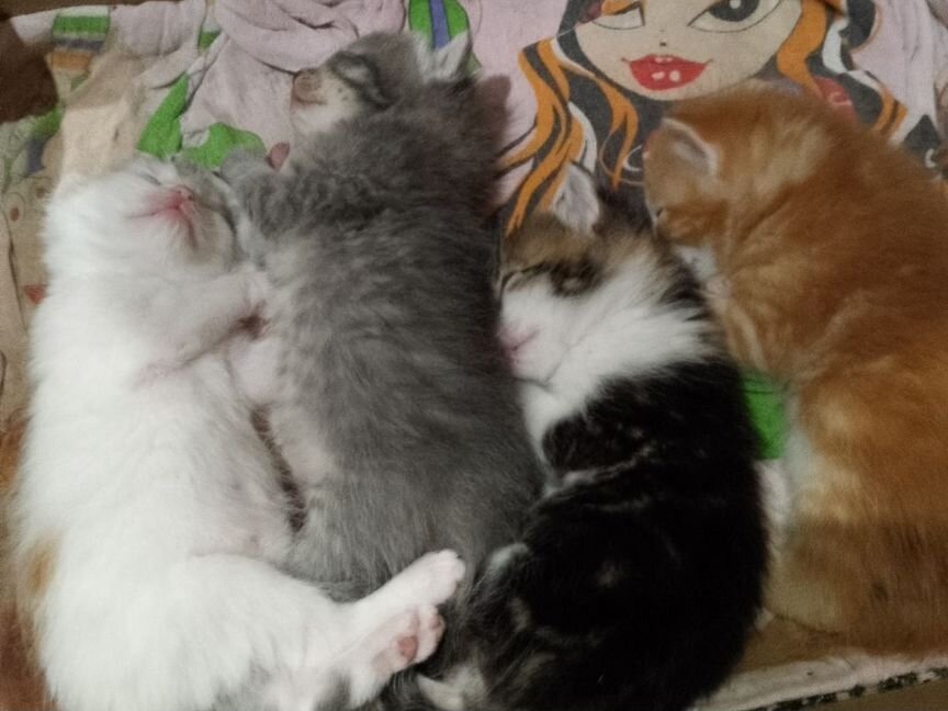 Котята