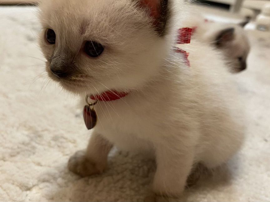 Тайские котята