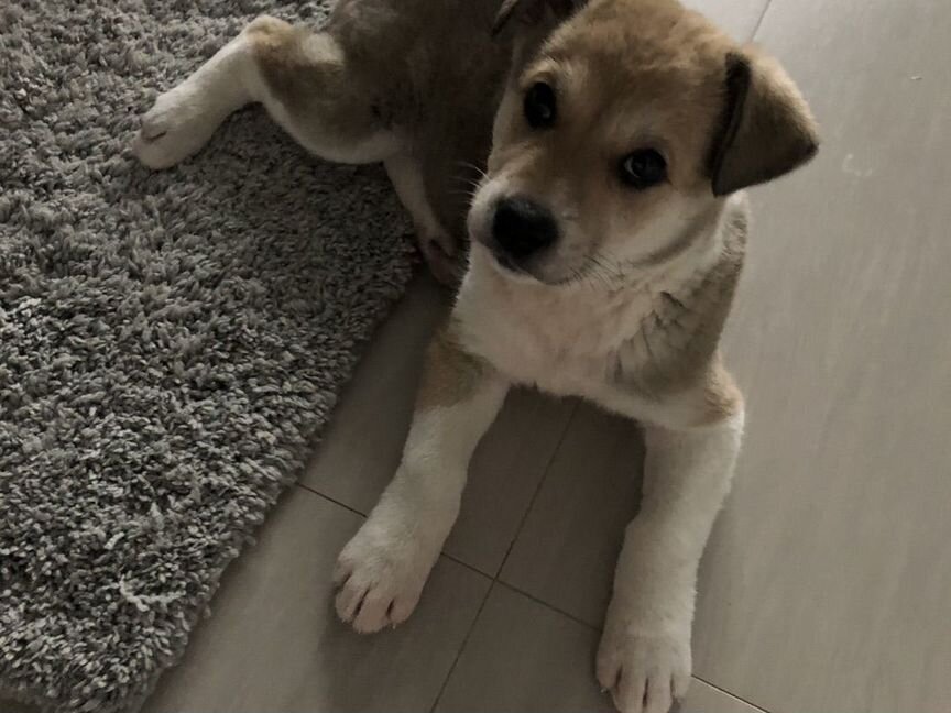 Сторожевой пес