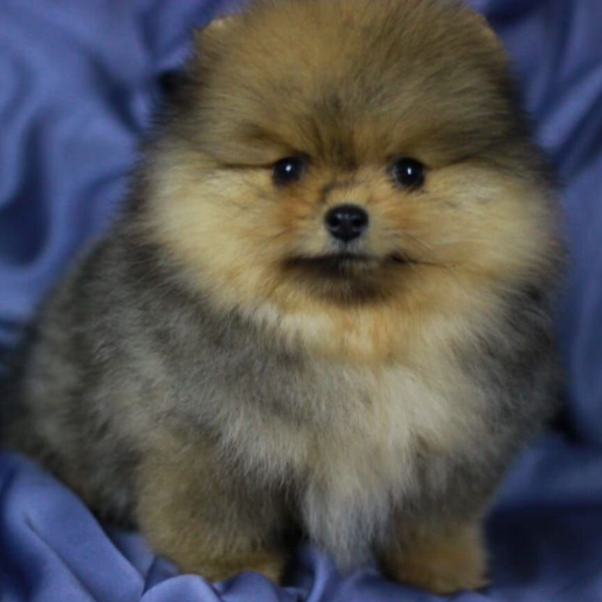 Померанский шпиц, щенок