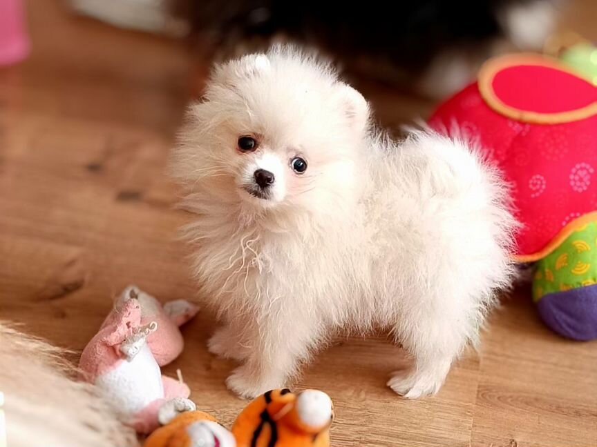 Микро микро медвежонок. Будет 1,3 кг. Рассрочка