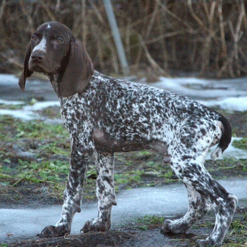 Щенки курцхаара с документами