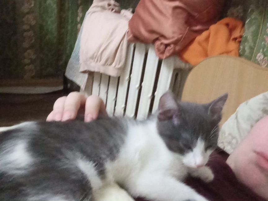 Котенок в дар