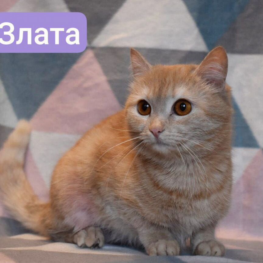 Злата ищет дом