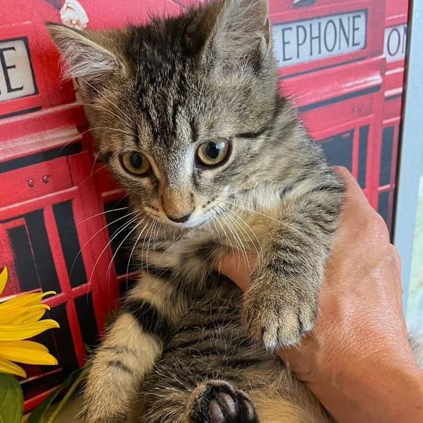 Котенок в добрые руки