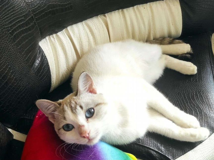 Котик Сэм