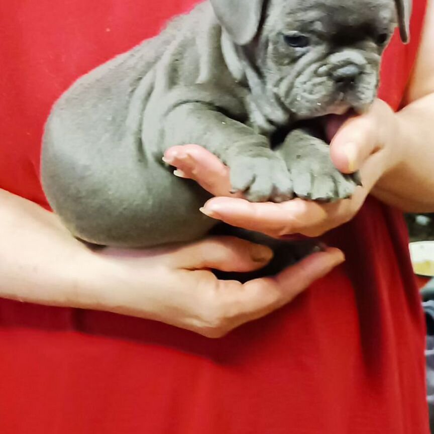 Французский бульдог Детки