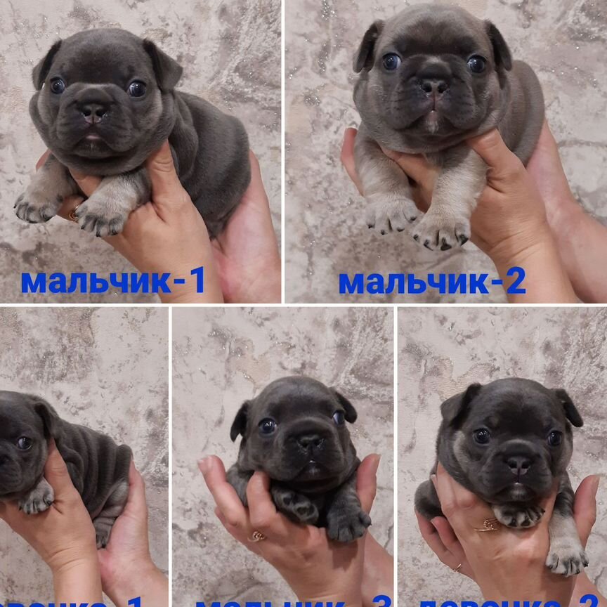 Французский бульдог щенки