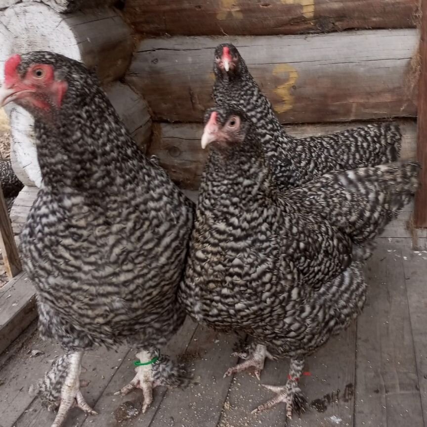 Инкубационное яйцо мехеленская кукушка