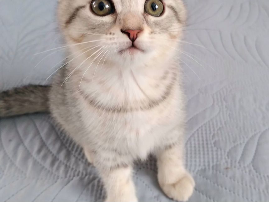 Шотландская вислоухая кошка