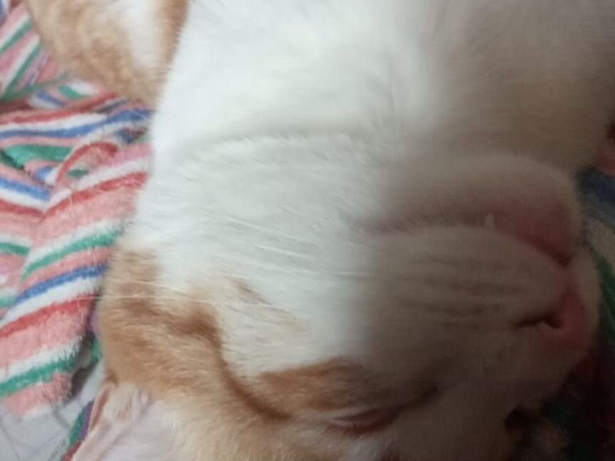 Котик Лютик