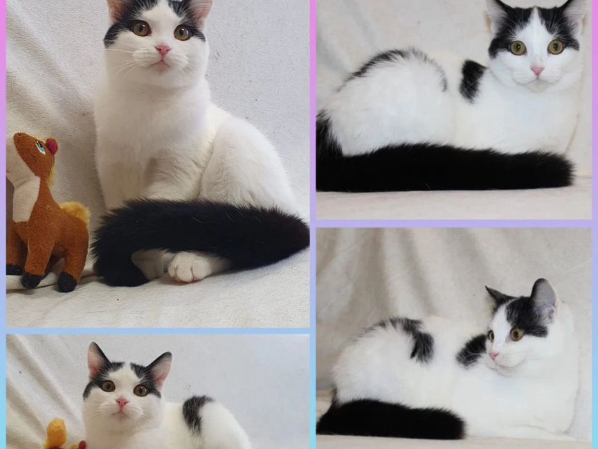 Кошка