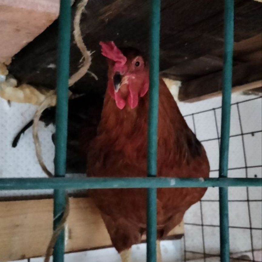 Молодой петух