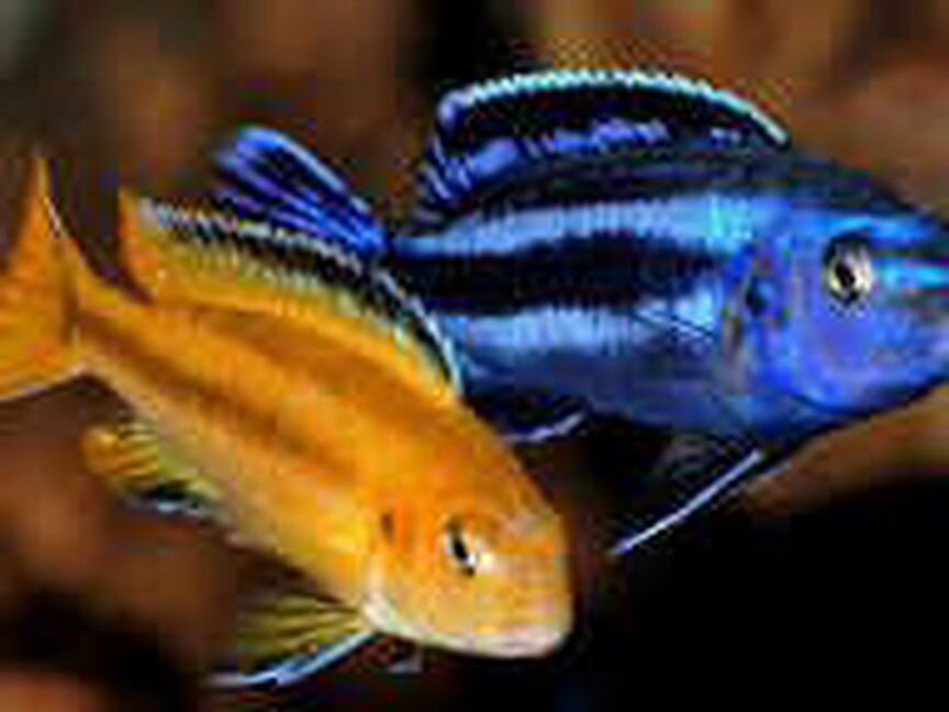 Рыбки цихлиды