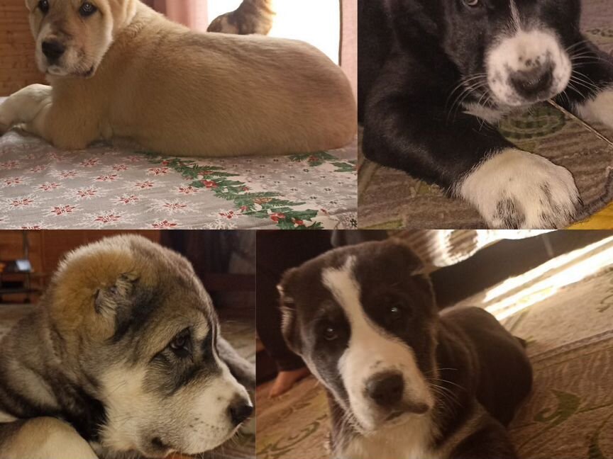 Щенок алабая 2мес