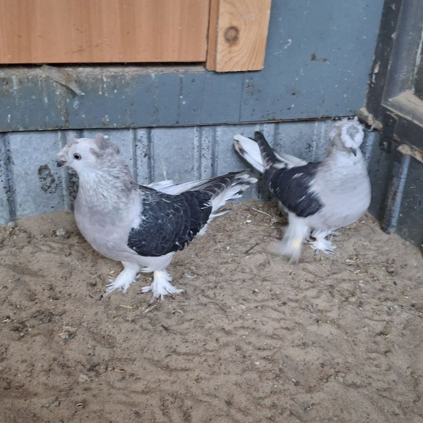 Голуби турецкие Такла