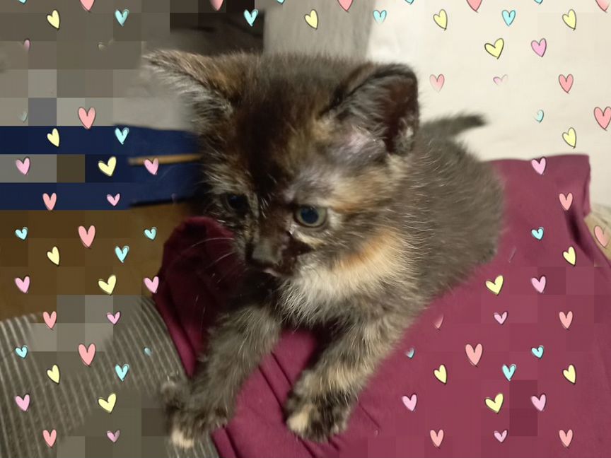 Отдам котенка в добрые руки