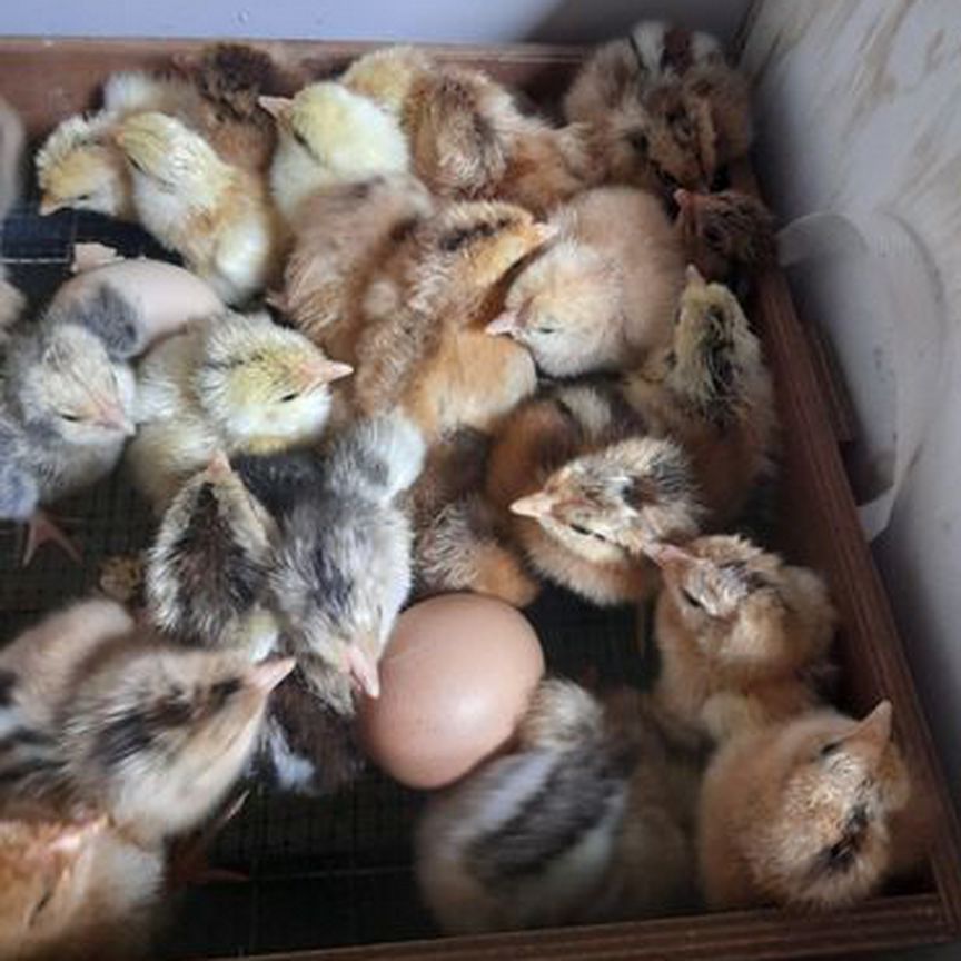 Цыплята несушек