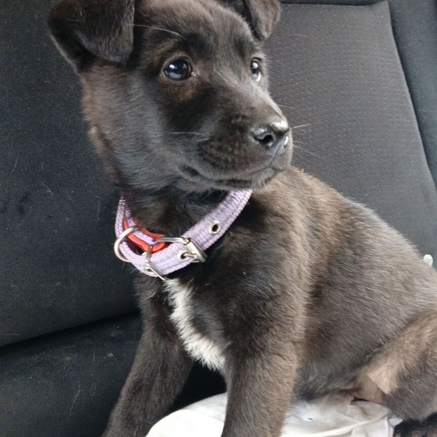 Щеночек девочка в добрые руки