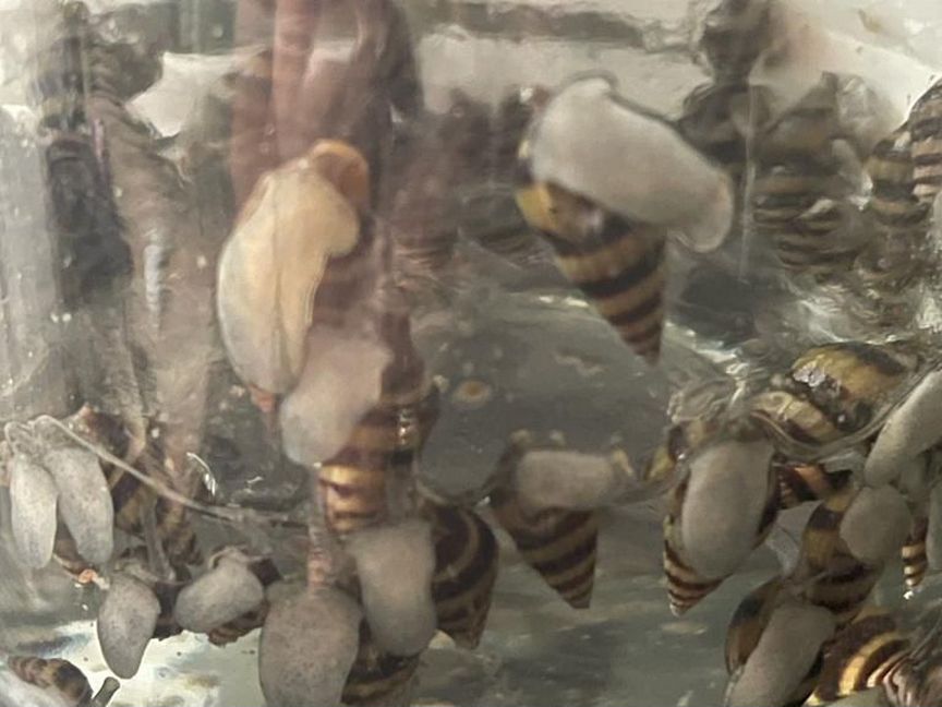 Улитка Хелена