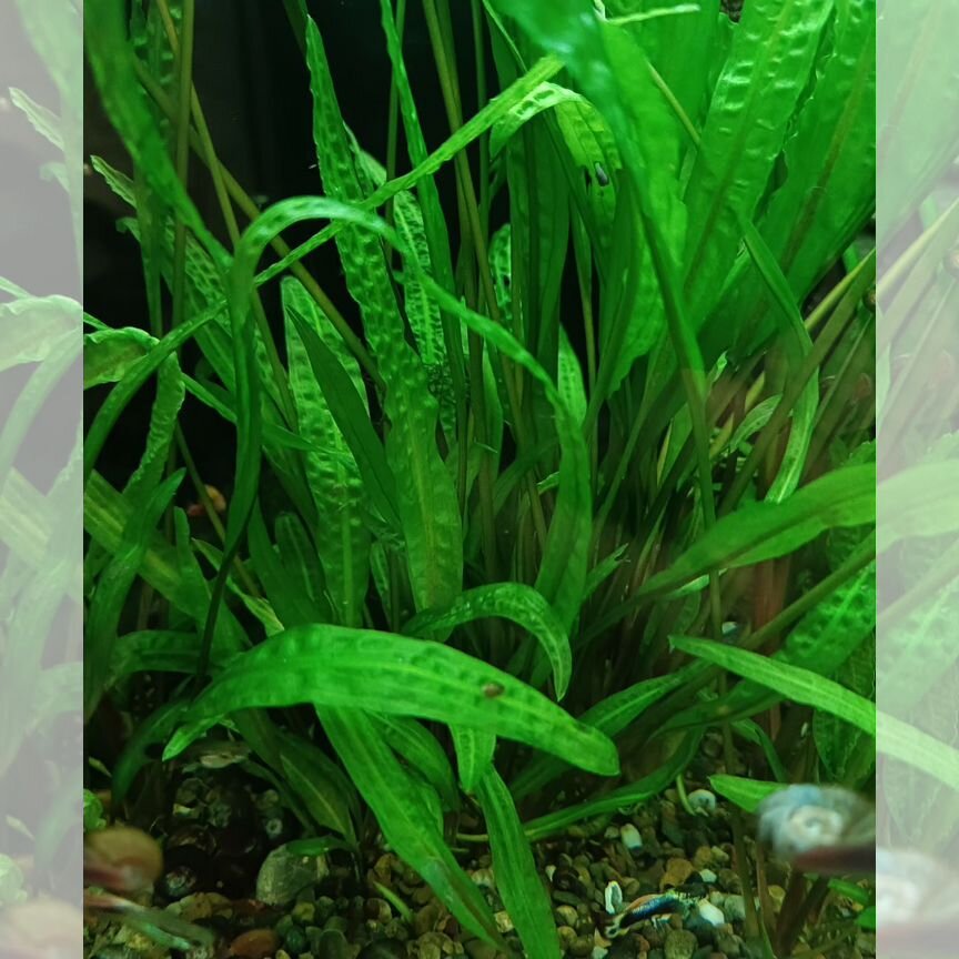 Аквариумные растения