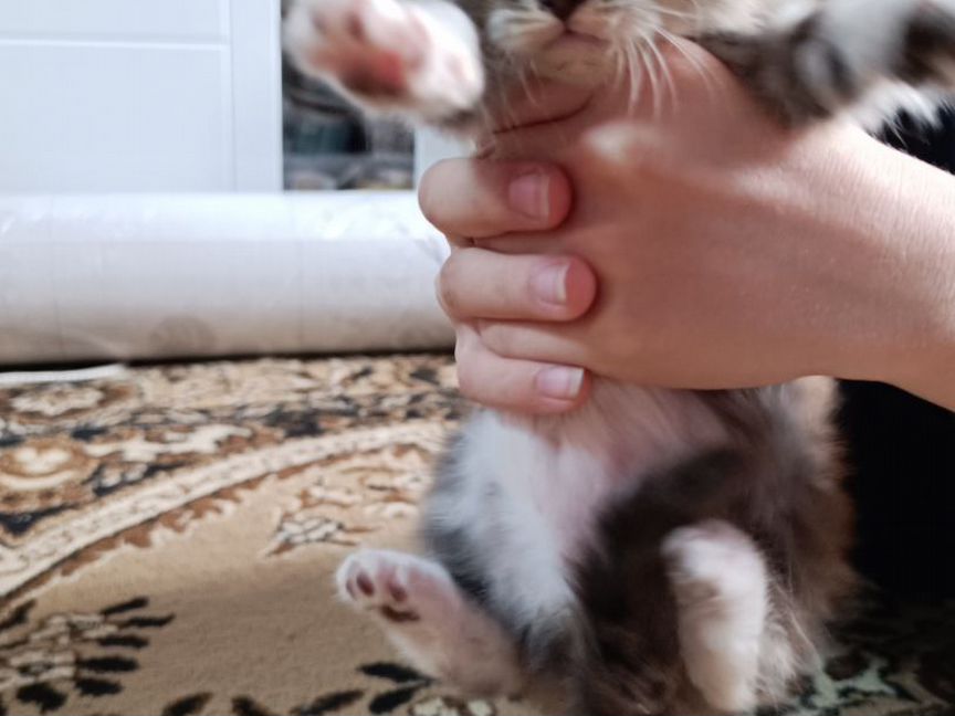 Котята в добрые руки приучены к лотку