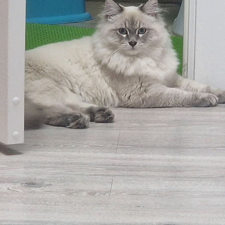 Невский маскарадный котёнок