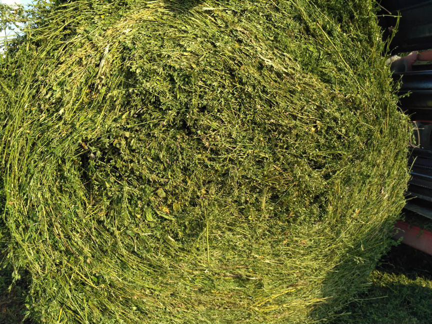 Люцерна, суданка, сено