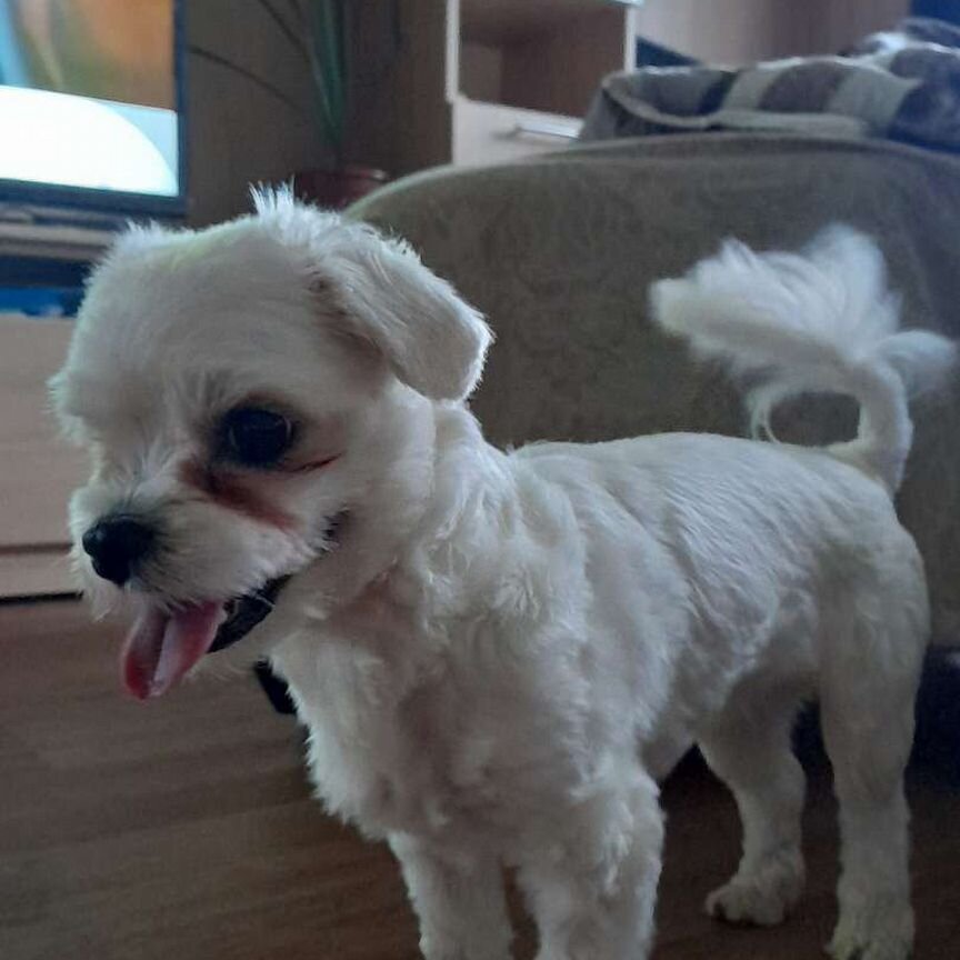 Мальтезе девочка ищет мальчика