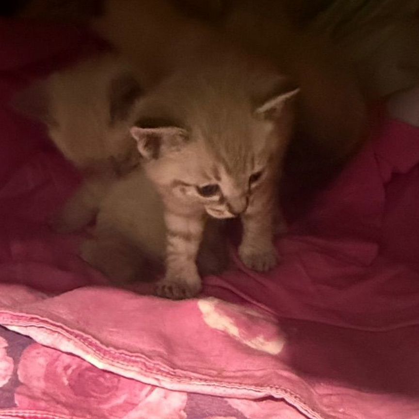 Сиамский котёнок